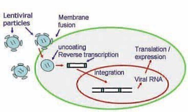 Highly Reproducible Gene Delivery for Stem Cell Research Labmate Online