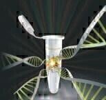 New Kapa Express Extract – From Sample to PCR in less than 15 Minutes ...