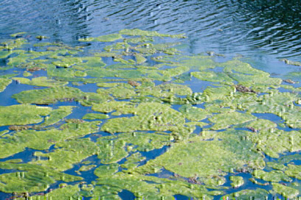 Release of Application Note for Analysis of Microcystin Toxin in ...
