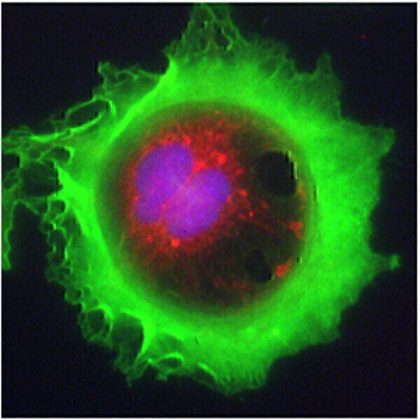 Cell Imaging Competition Provides Spectacular Research Images Labmate ...