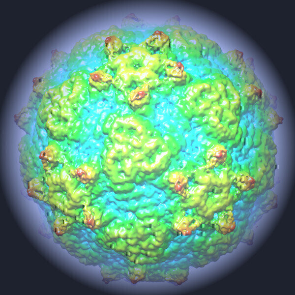 Researchers Solve Structure of Rodent Virus Labmate Online