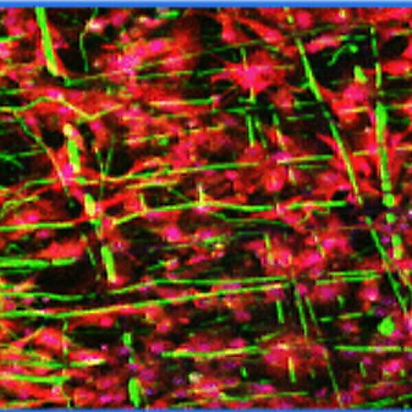 Highly consistent collagen fibre scaffold for 3D cell culture Labmate ...