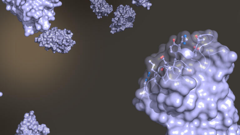 Efficient separation and analysis of antibody fragments and their drug ...