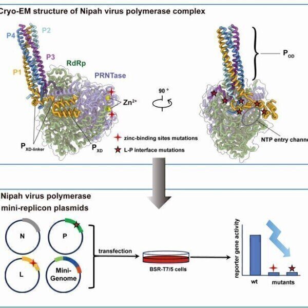 Nipah's polymerase structure offers new target for antiviral drug ...