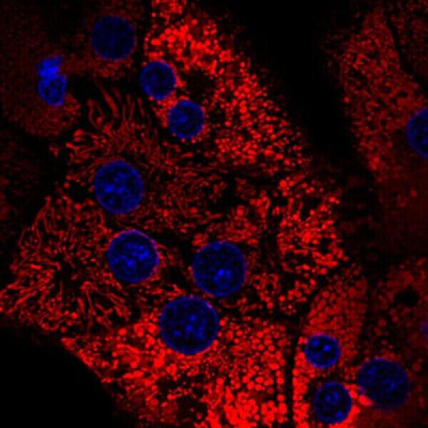 GMP-grade enzymes streamline clinical cell isolation Labmate Online
