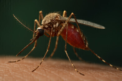 CRISPR-Cas9 gene edit in mosquitoes blocks transmission of malaria ...