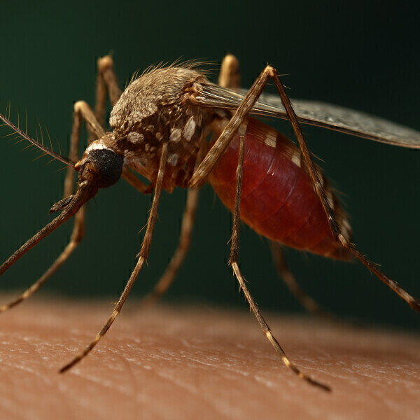 CRISPR-Cas9 gene edit in mosquitoes blocks transmission of malaria ...