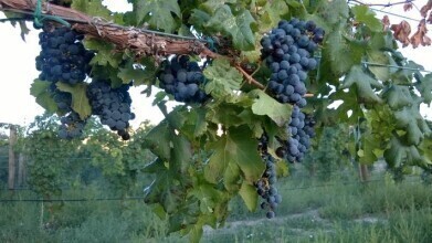 Can grape seed extract slow the growth of prostate cancer after ...