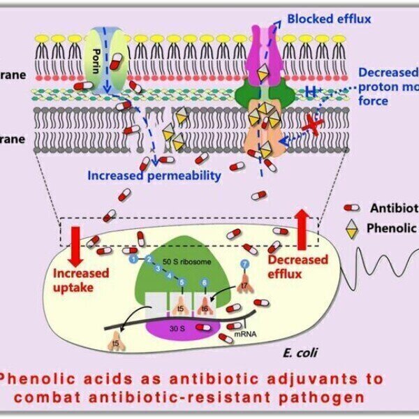 Plant phenolic acids restore tetracycline power against drug resistant ...