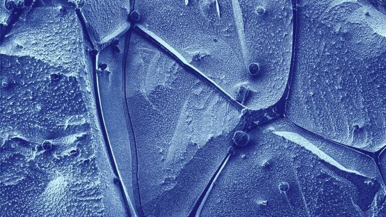 Tiny self-replicating RNA offers clues to life’s origins Labmate Online