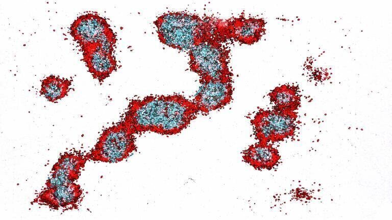 Plasmids can boost antibiotic resistance by forcing host bacteria into ...