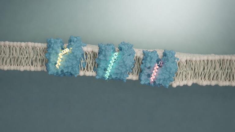 Cryo-EM reveals how bacteriophage peptides disable MurJ, a key ...