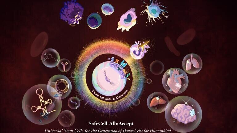 Engineered human pluripotent stem cells evade immune rejection in mouse ...