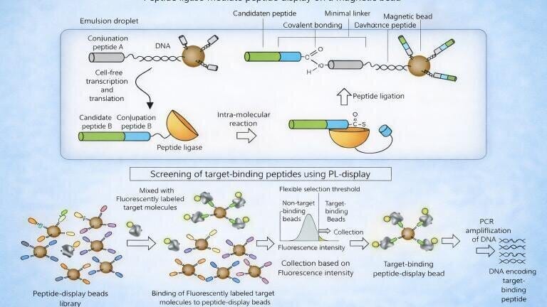 Peptide ligase display platform speeds up drug discovery high-precision ...