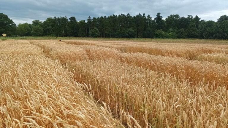 Gene-edited wheat cuts food contaminant risk Labmate Online