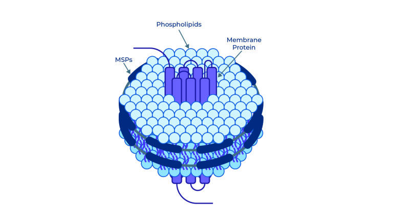 GPCR nanodisc panel improves membrane protein production Labmate Online