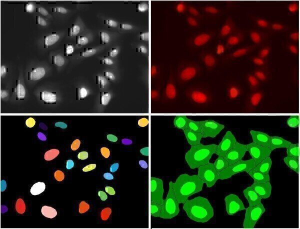 DRAQ7™: live cell-impermeant far-red DNA dye Labmate Online
